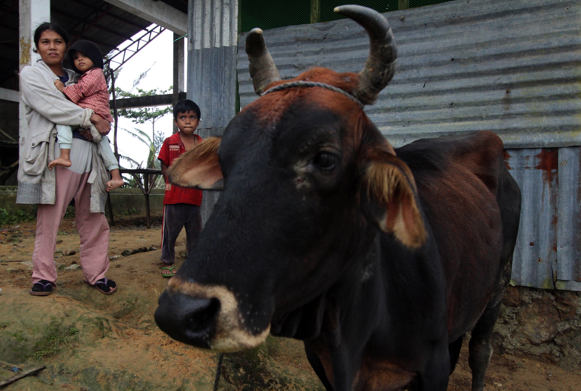 HEALTH WARNING: Avoid ‘double-dead’ meat | Cebu Daily News