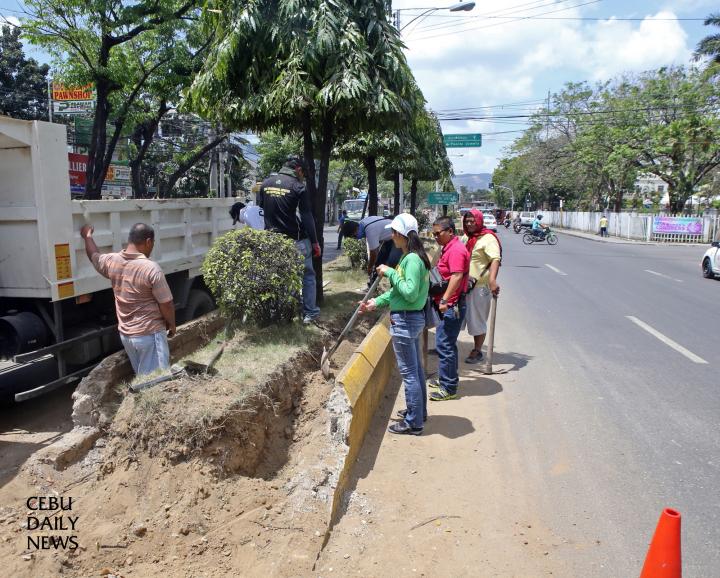 Seven Indian trees earth-balled, relocated to Cebu City nursery | Cebu ...