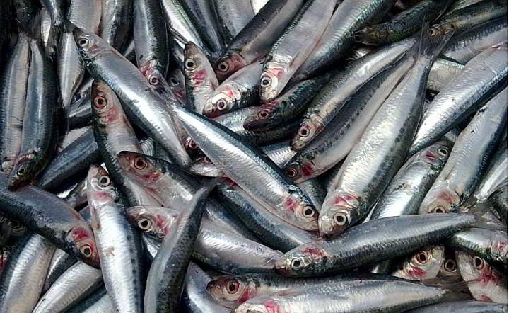 Don’t waste ‘tamban’, Magpale tells Malabuyoc fisherfolk | Cebu Daily News