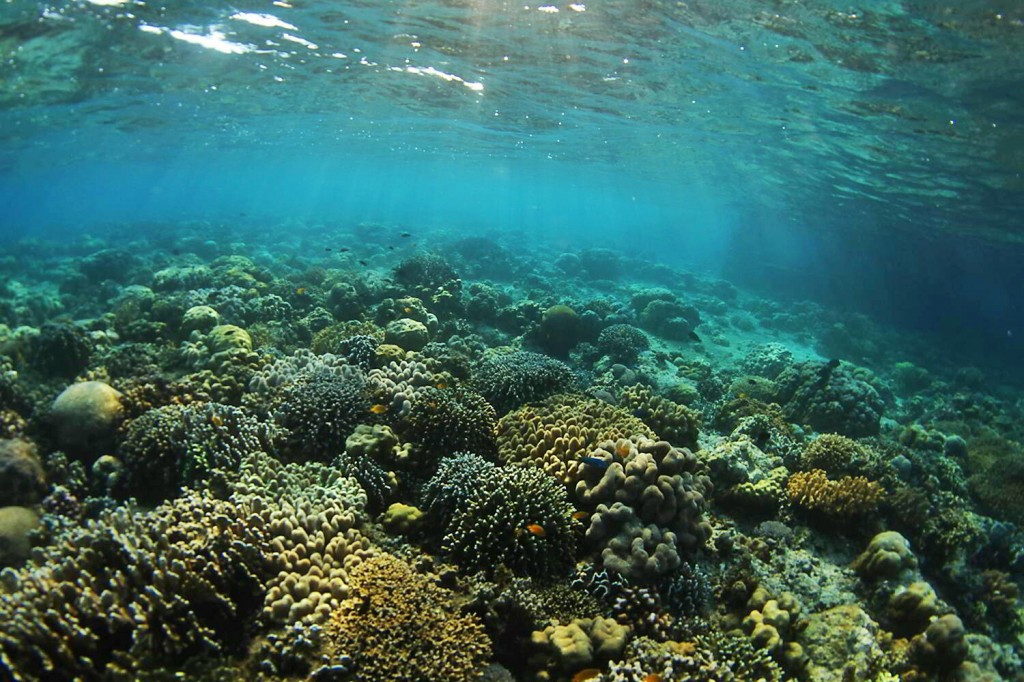 The bounty of Tañon Strait | Cebu Daily News