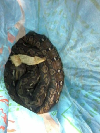 Tanods capture 'big snake' inside Guadalupe house | Cebu Daily News