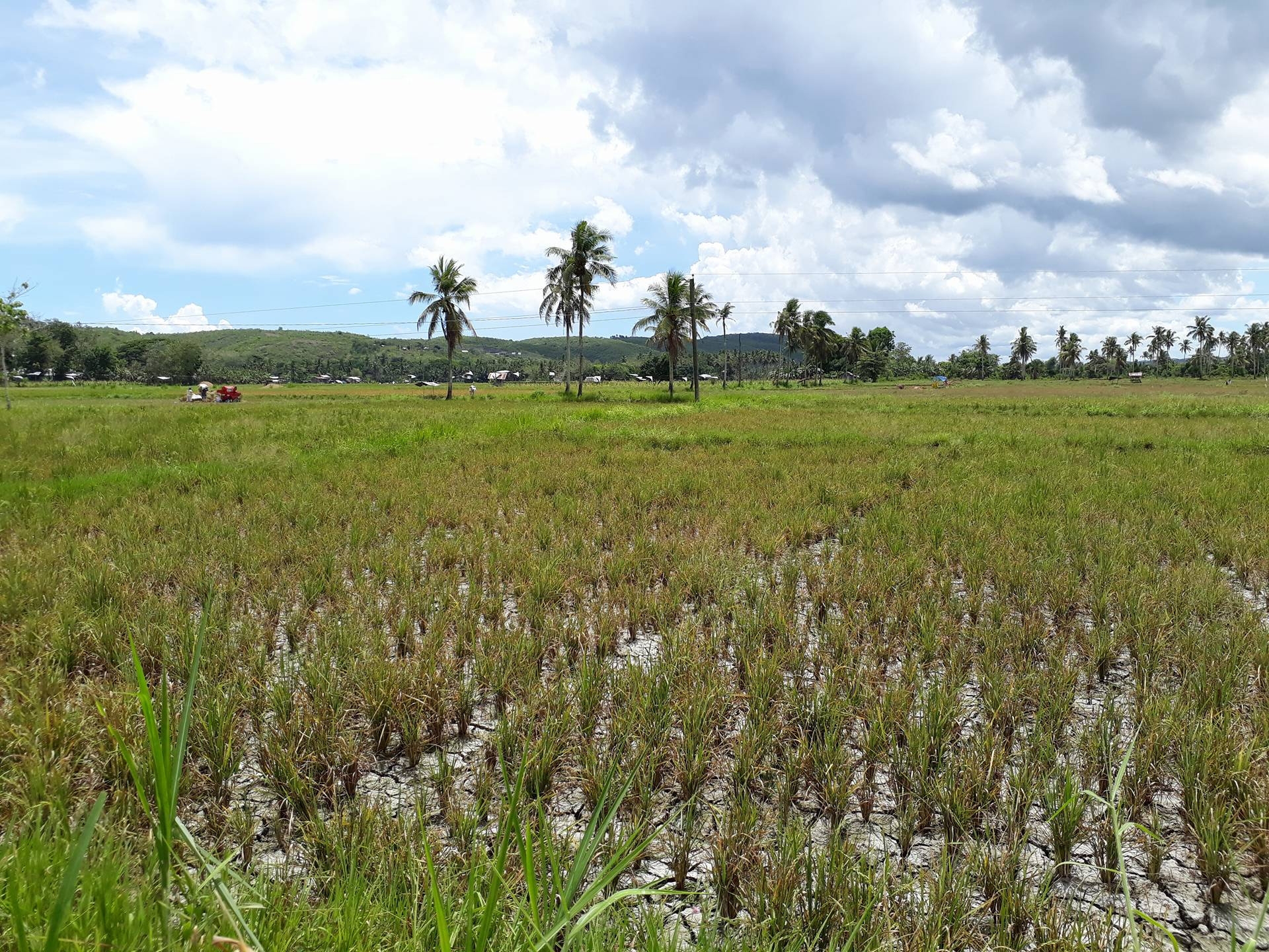 Tungro destroys rice fields in Asturias | Cebu Daily News