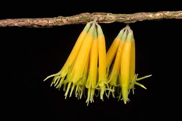New mistletoe species found only in Negros Oriental named after ...