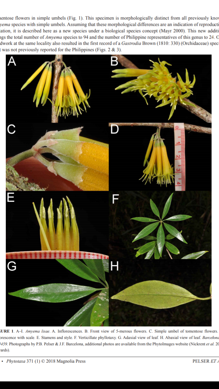 New mistletoe species found only in Negros Oriental named after ...