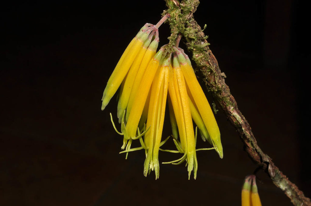New mistletoe species named after Philippine wildlife biologist | Cebu ...