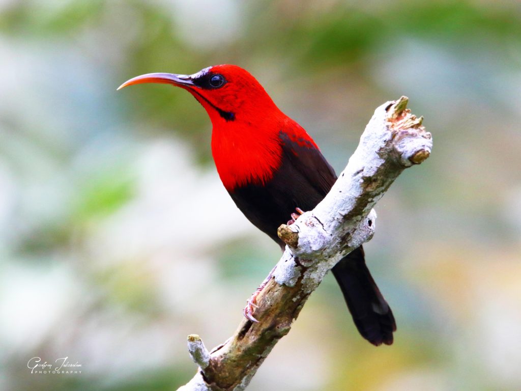 A call to conserve Visayan birds | Cebu Daily News