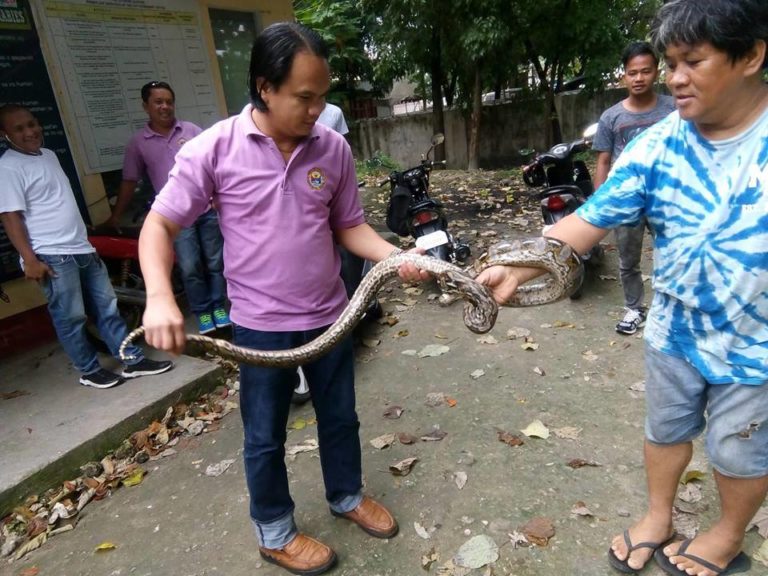 Danao CDRRMO rescues 8-foot python | Cebu Daily News