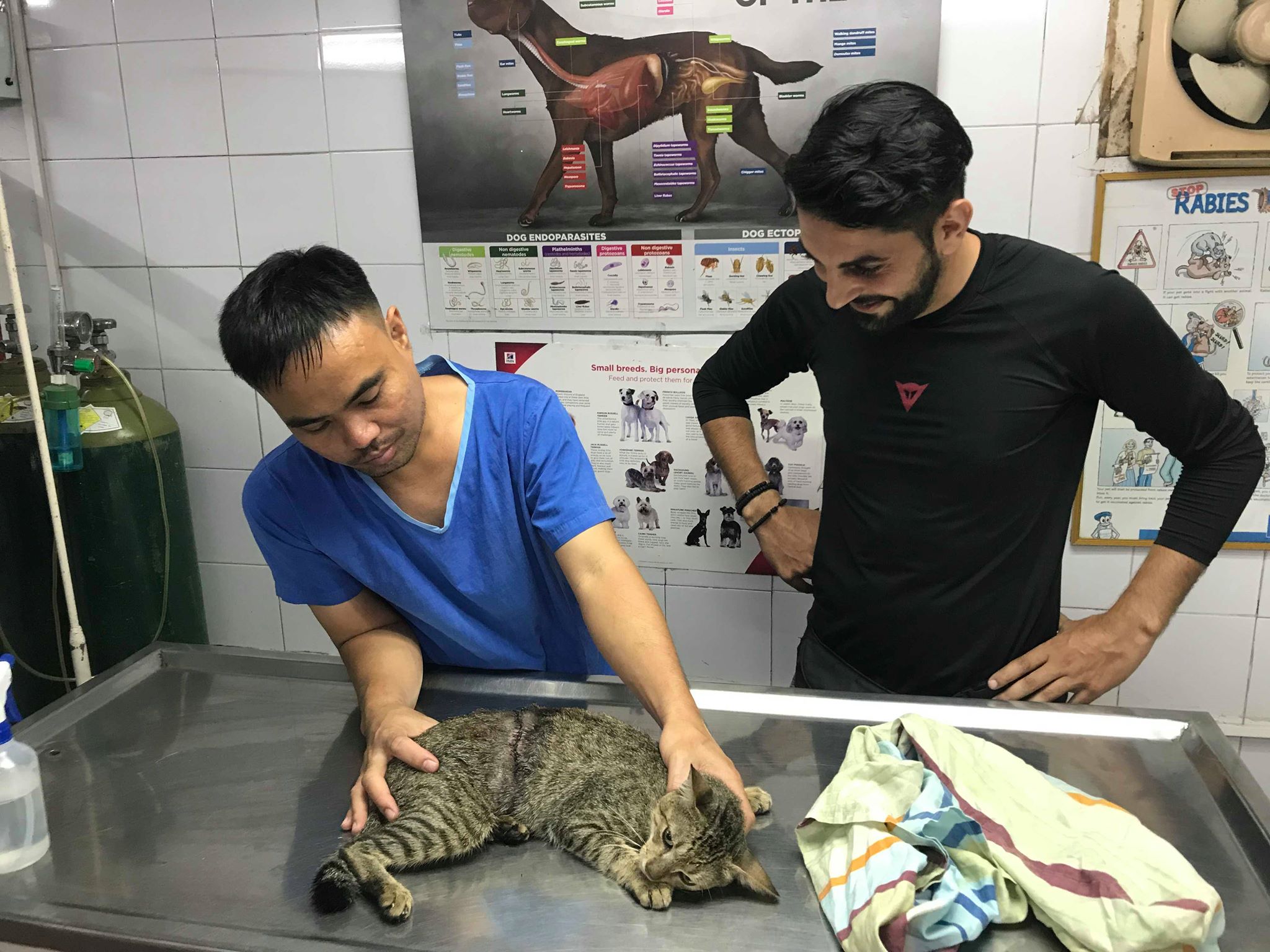 Strangers unite to save injured stray cat in Cebu City | Cebu Daily News