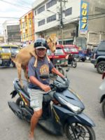 Goat on board a motorcycle wows netizens | Cebu Daily News