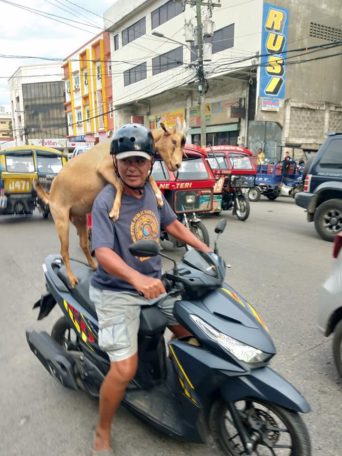 Goat on board a motorcycle wows netizens | Cebu Daily News