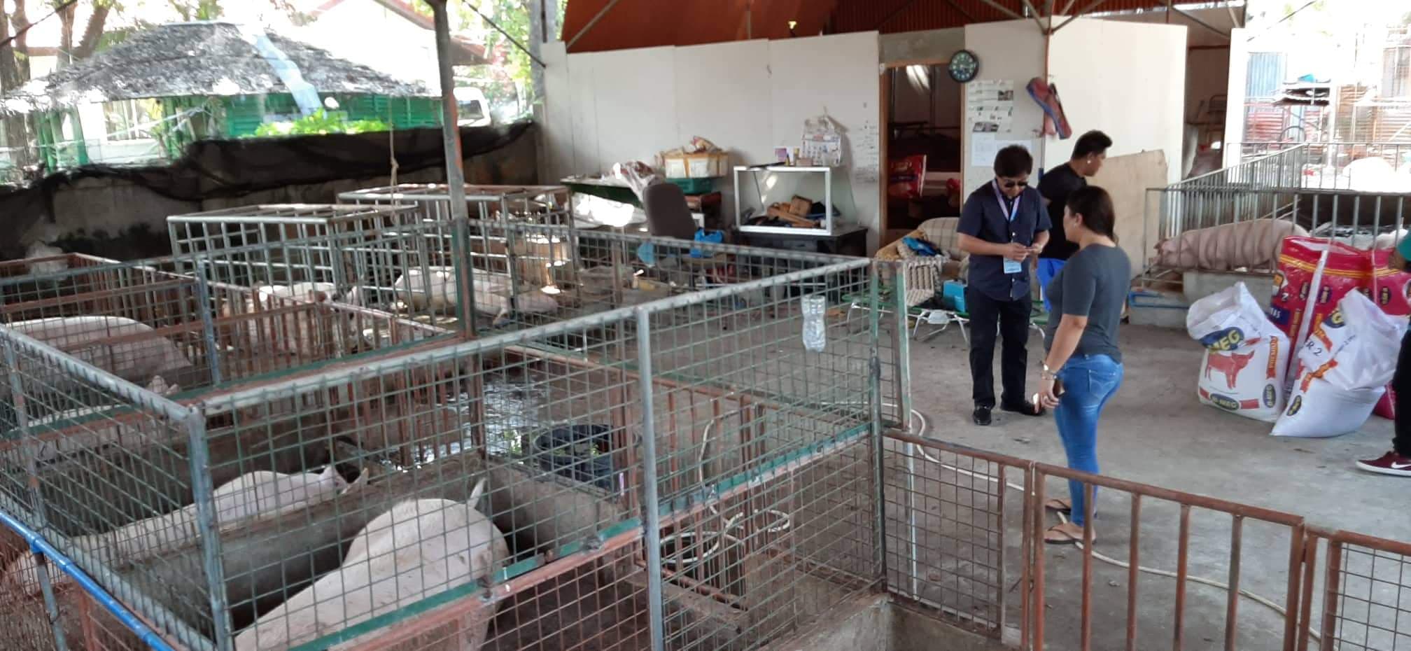 Backyard poultry farm, piggery in Lapu-Lapu closed for operating ...