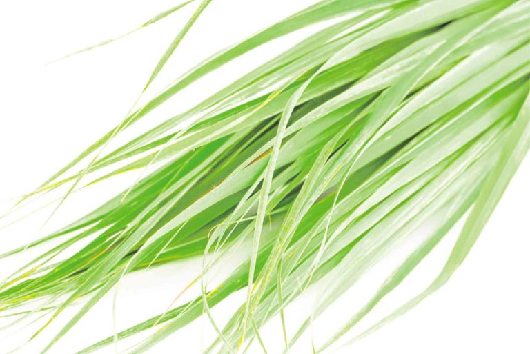 Tanglad, the wonder herb! | Cebu Daily News