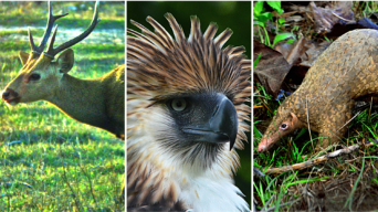 Help save the Philippines' endangered animals before they go extinct ...