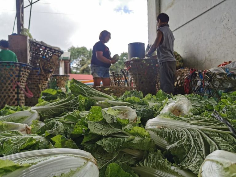 Gov't intervenes on vegetable surplus in Dalaguete | Cebu Daily News