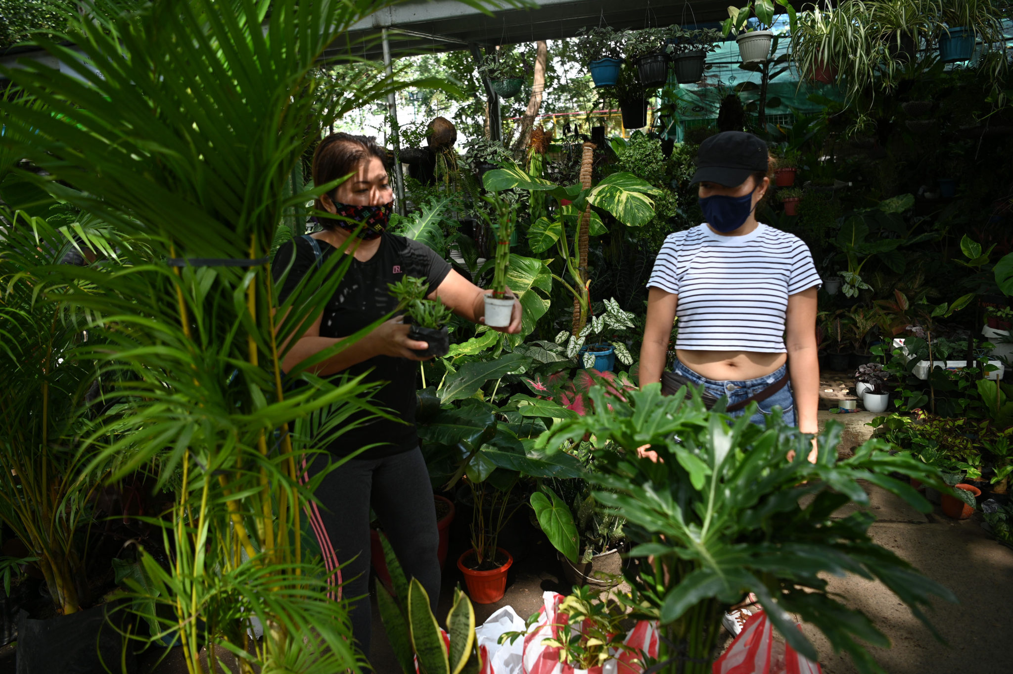 ‘Plantdemic' hits Philippines as demand for greenery grows | Cebu Daily ...