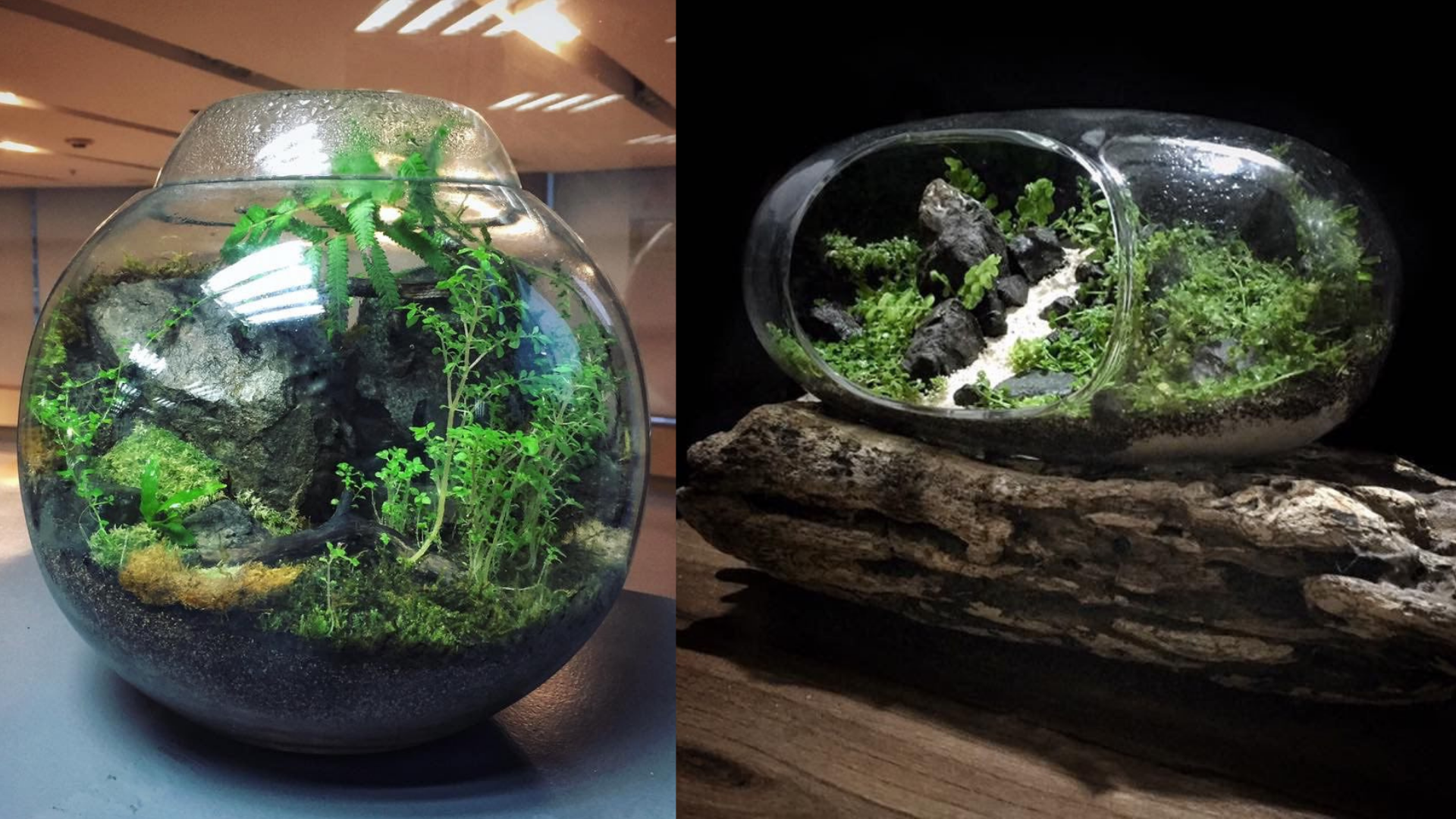 Level up your gardening game with terrariums | Cebu Daily News