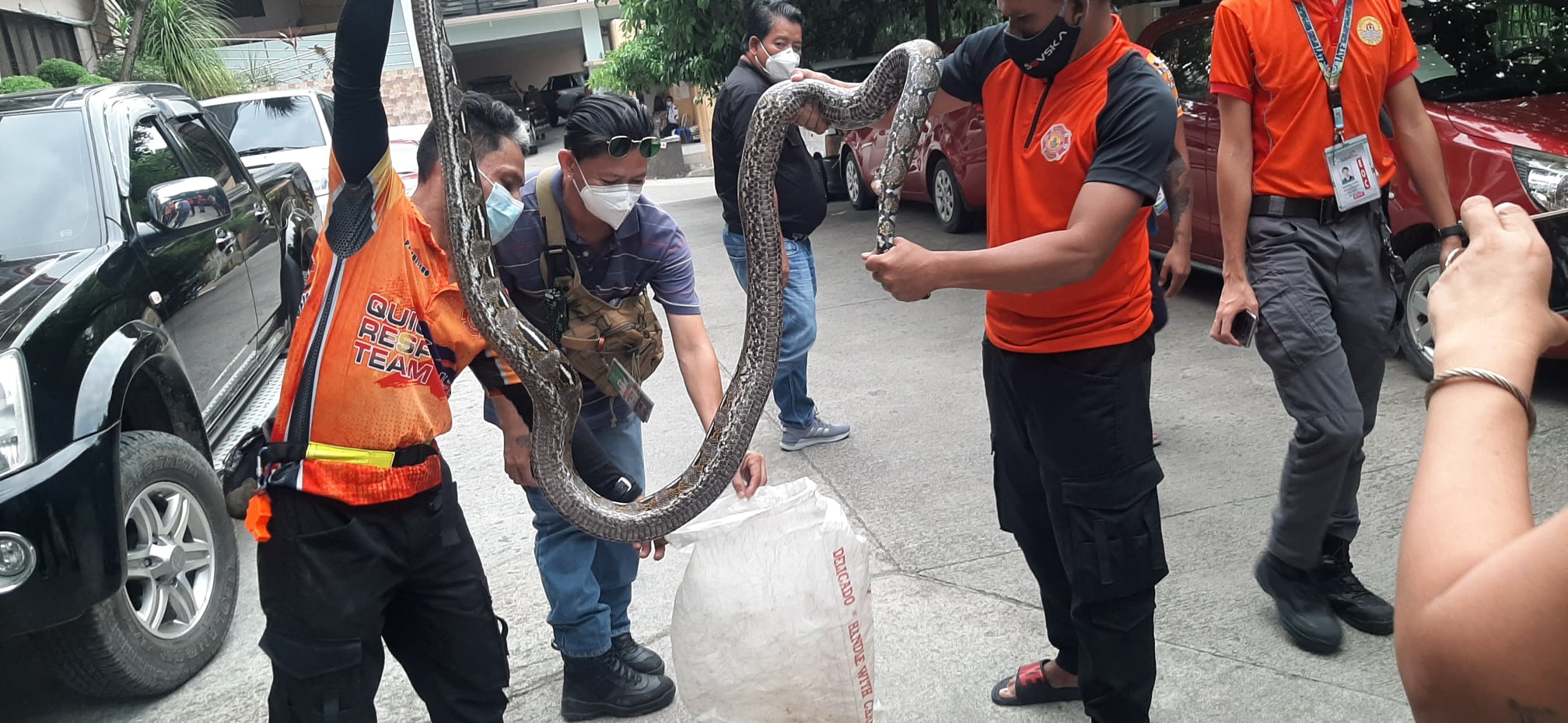 In Photos: Night heron, 4 pythons turned over to DENR-7 | Cebu Daily News
