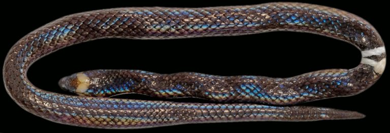 New snake species: Scientists say dwarf E. Visayas snake should have ...