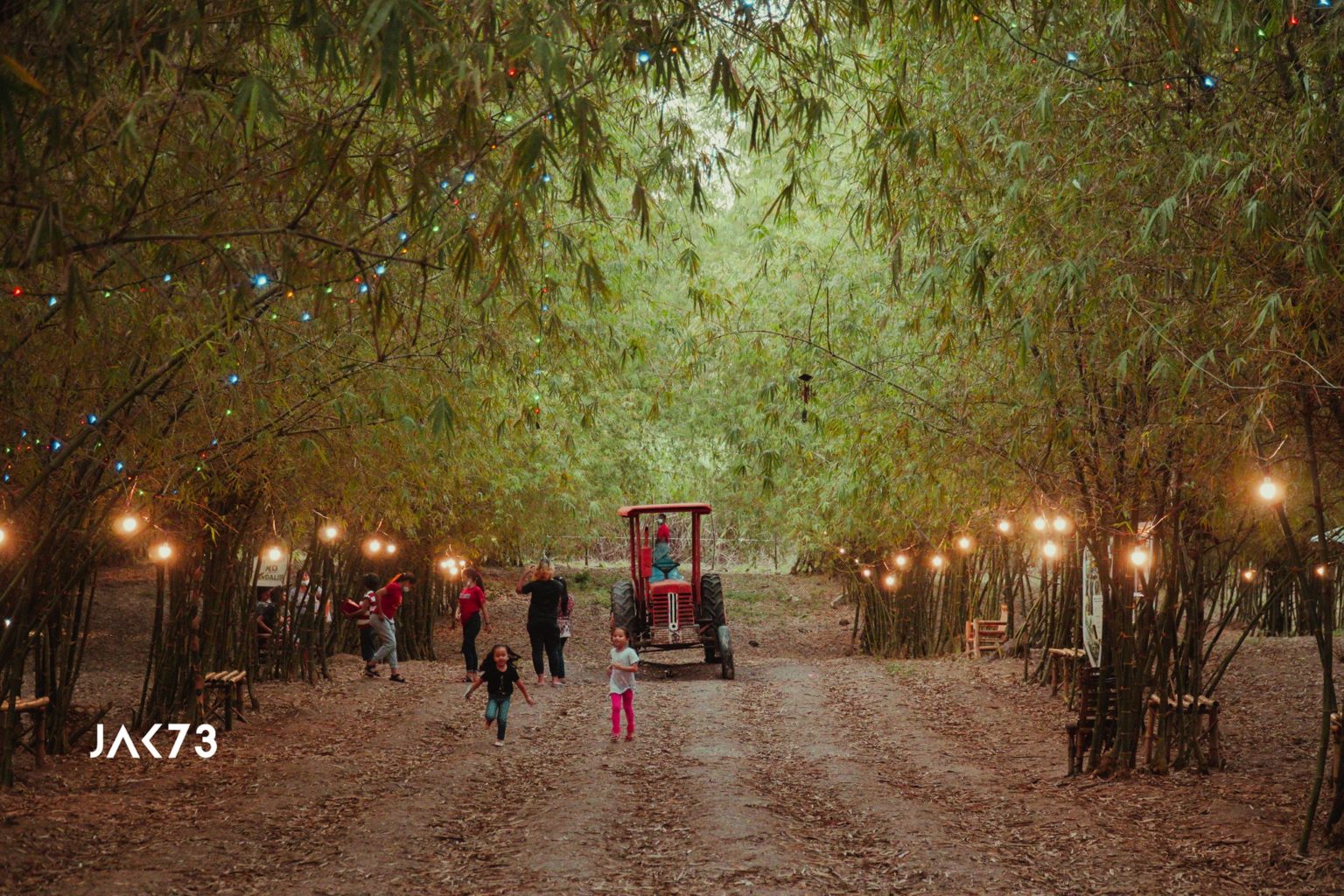 Bamboo forest gets transformation, visitors told to keep the place ...