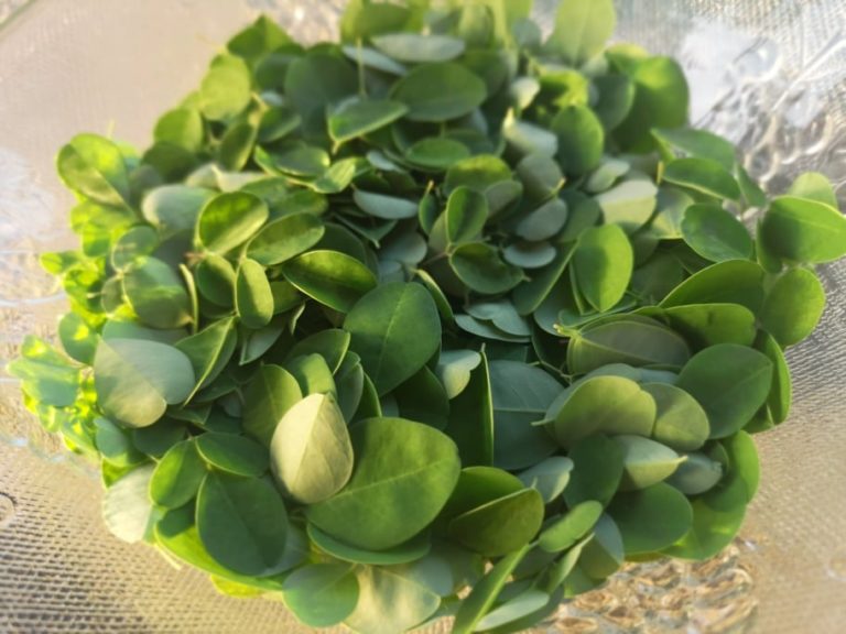 Why you should love the humble Kamunggay | Cebu Daily News