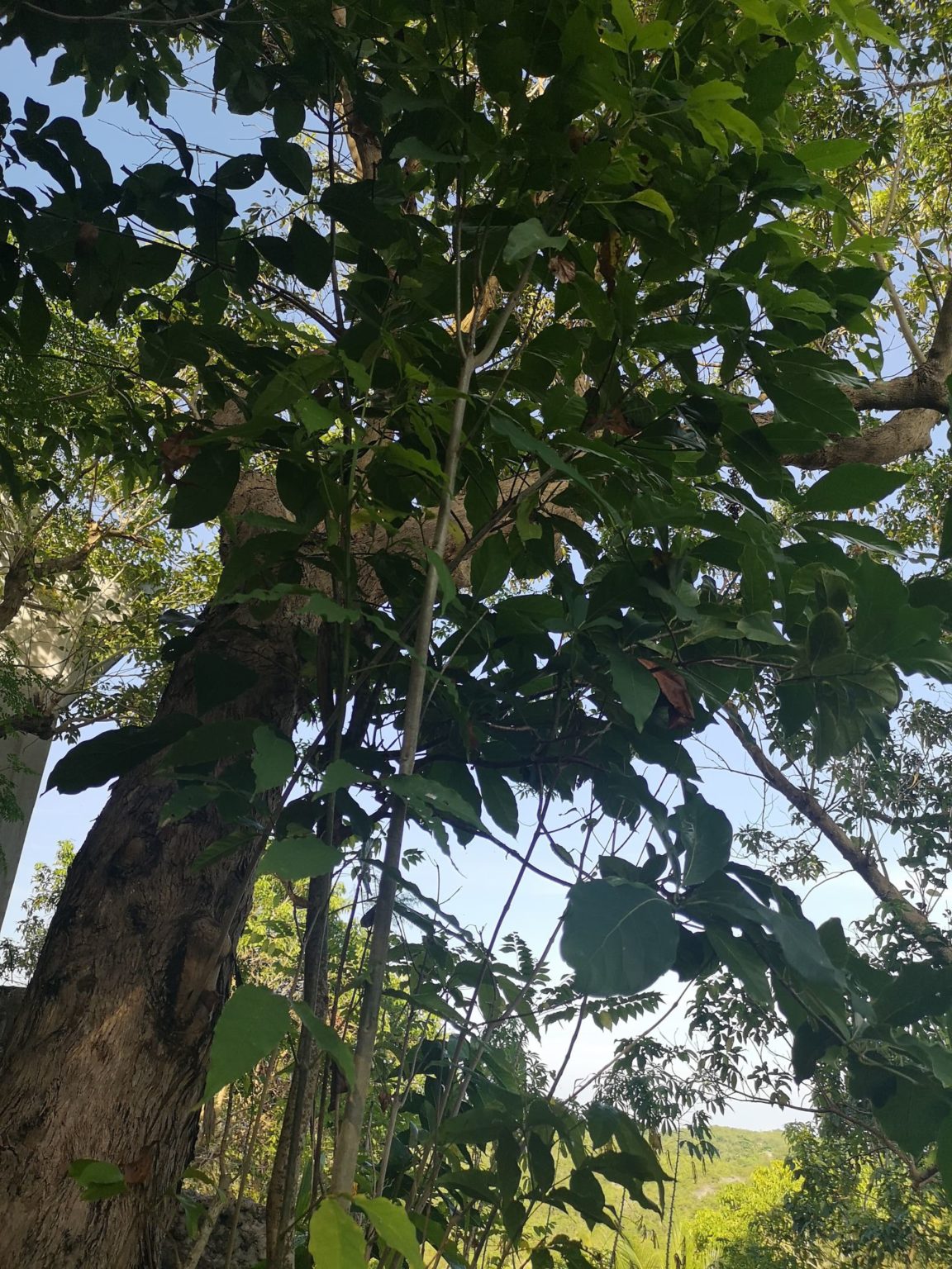 Take care of your hair with Lauat natural shampoo | Cebu Daily News