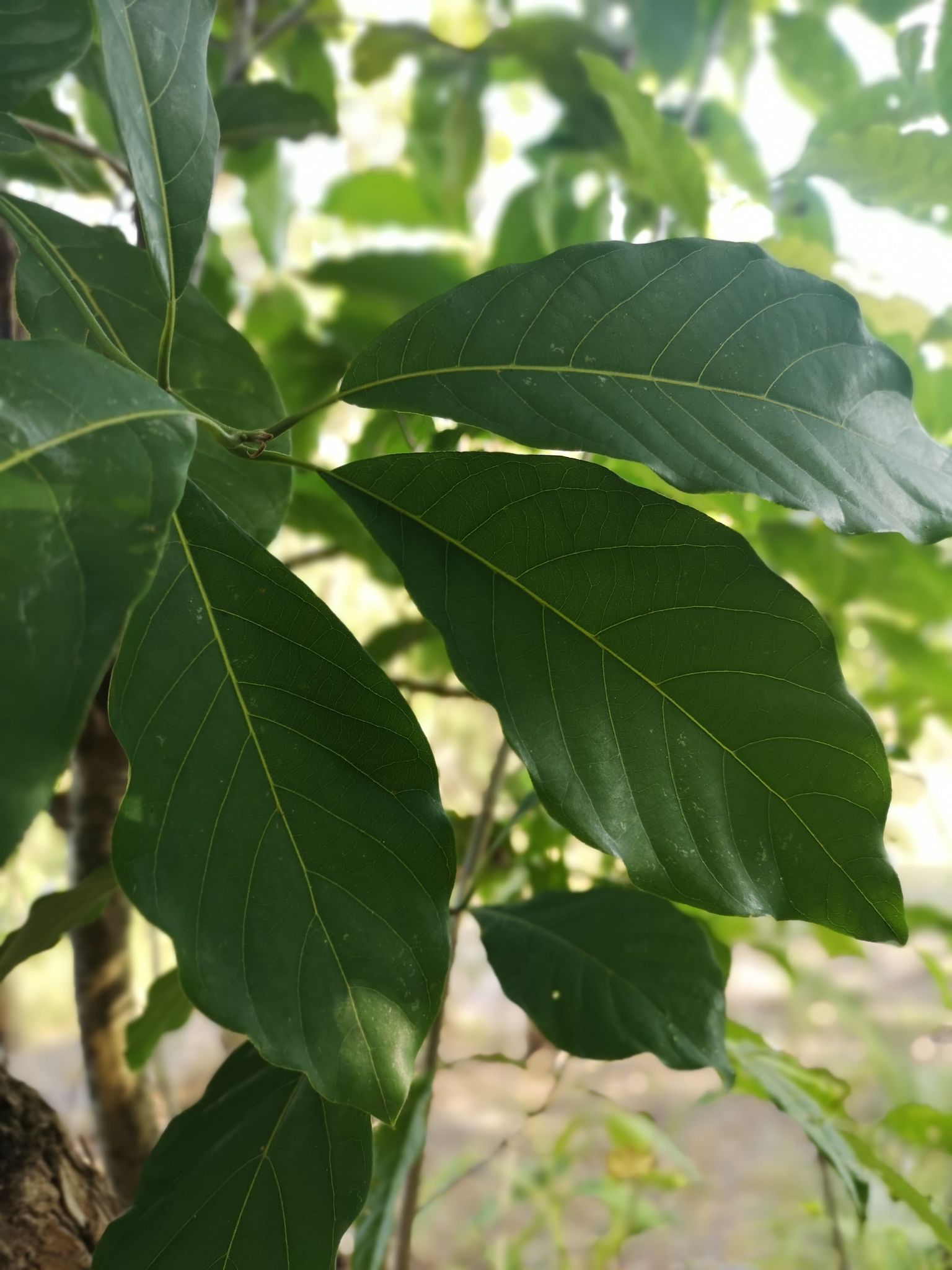 Take care of your hair with Lauat natural shampoo | Cebu Daily News