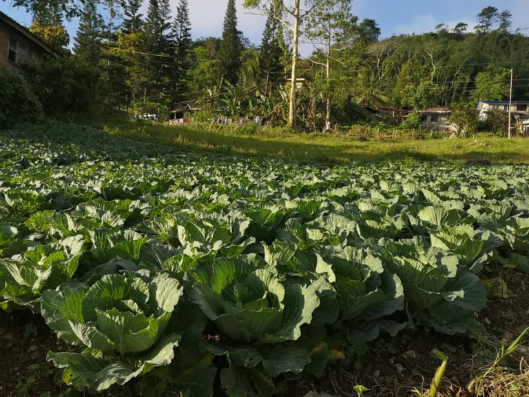 Cabbage farmers in Cebu brace for the rainy season | Cebu Daily News