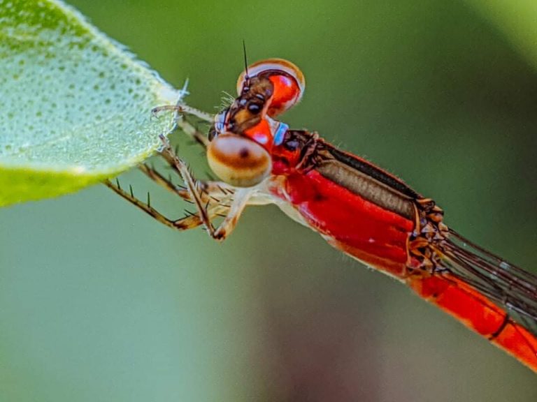 LOOK: Photos that take us to the fascinating world of tiny insects and ...