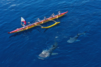 Interesting facts about the ‘butanding’ | CDN Digital