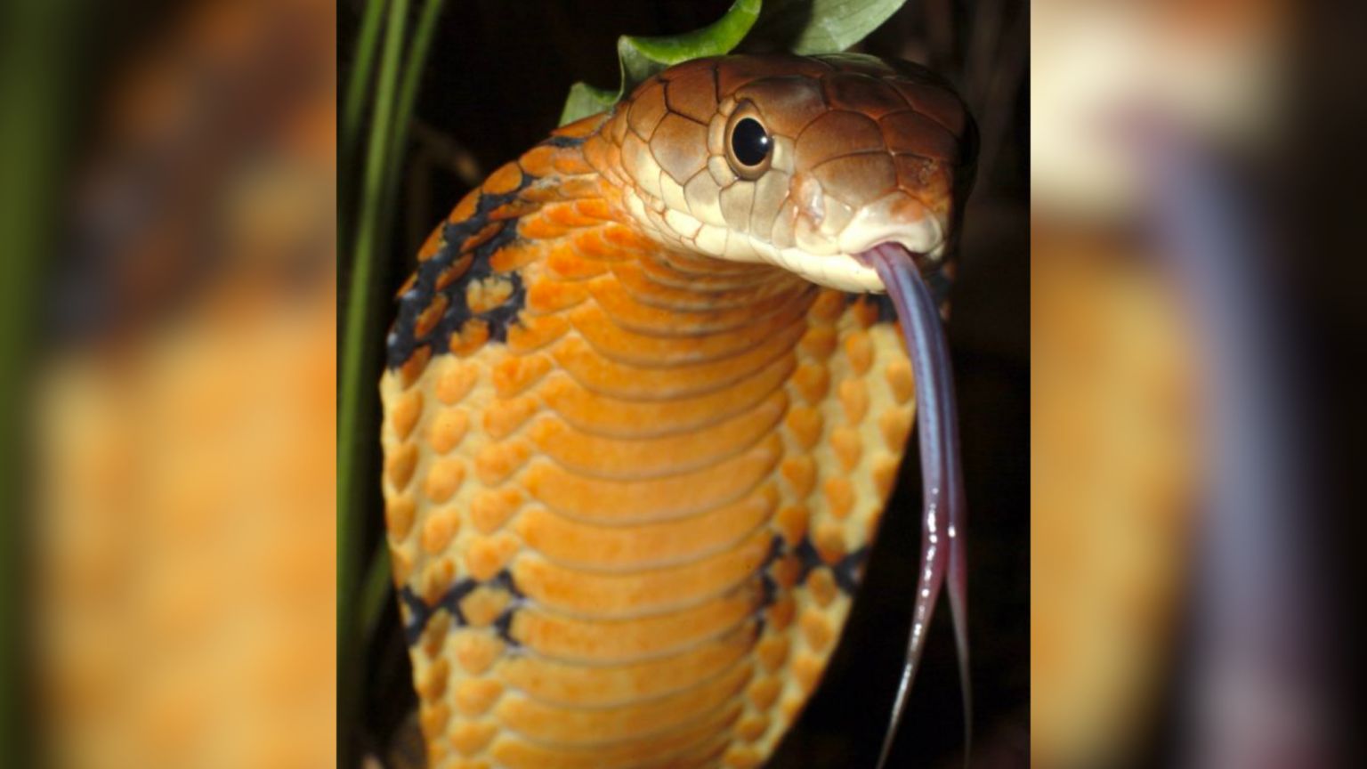 Cobra bites: Where to get antivenom treatment when bitten by a venomous ...