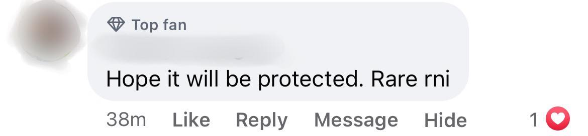 Giant Dao tree in Tuburan: Nature's gift worth keeping