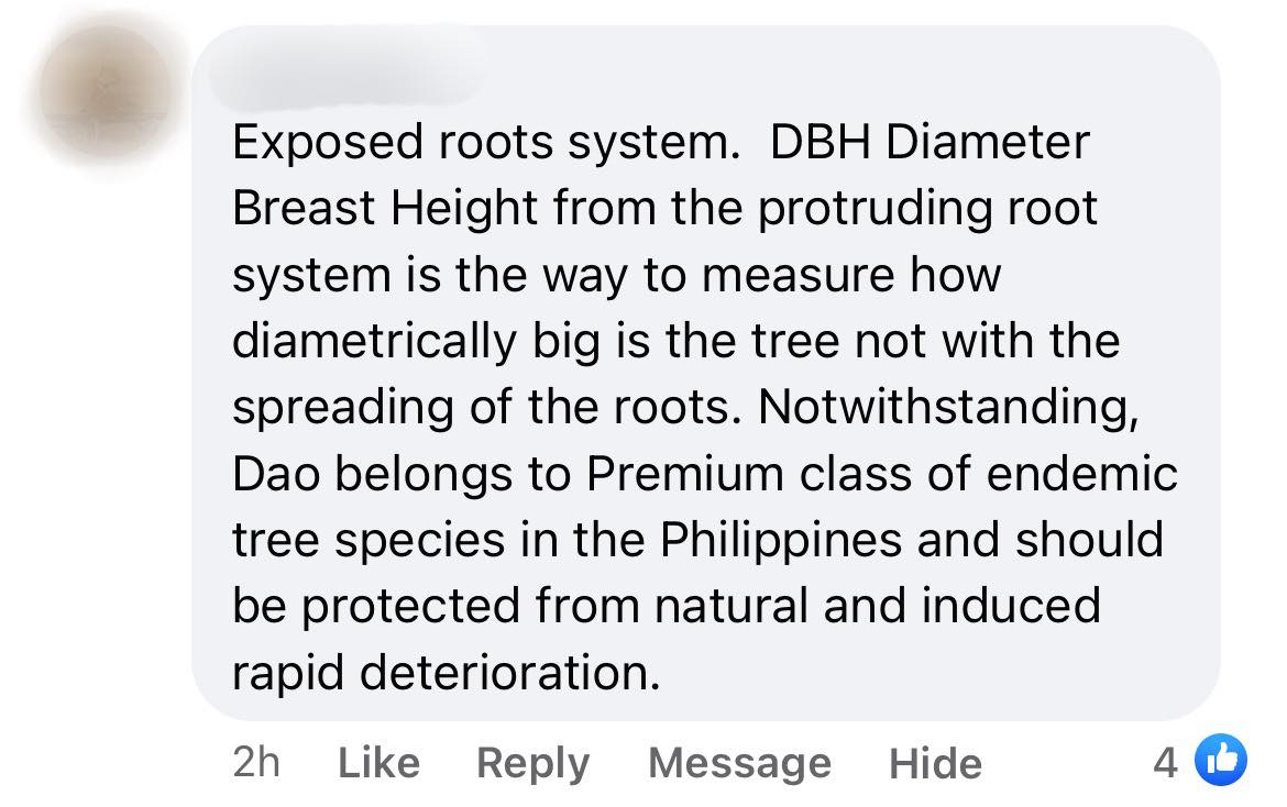 Giant Dao tree in Tuburan: Nature's gift worth keeping