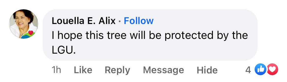 Giant Dao tree in Tuburan: Nature's gift worth keeping