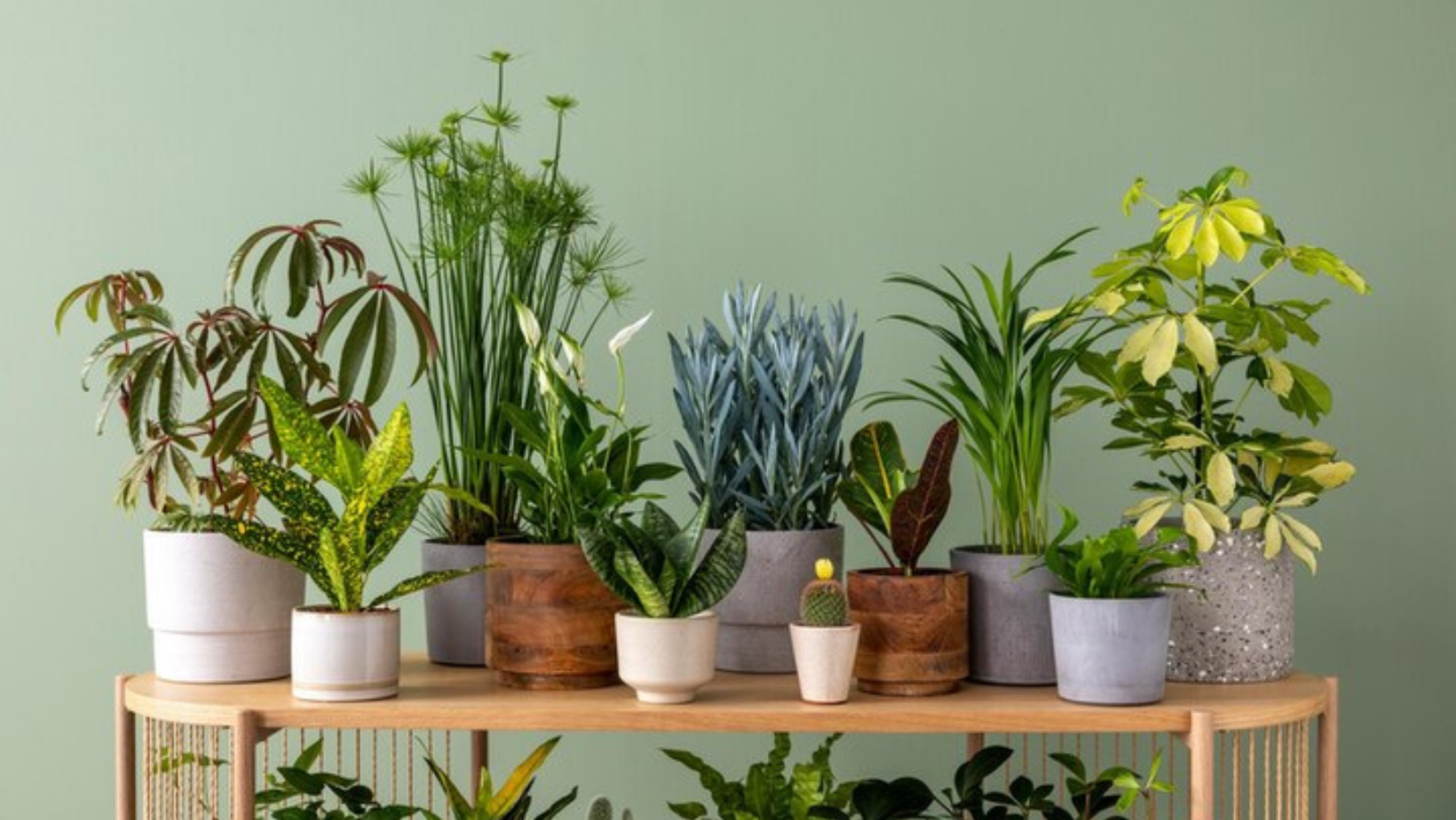 Green Up the Holidays with Indoor Plants to Brighten Your Home’s ...