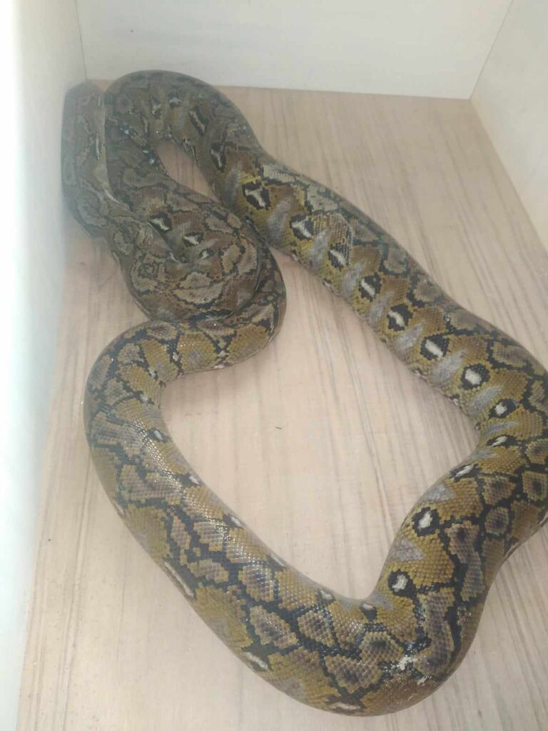 Reticulated python captured inside compound of DOH-7 in Cebu