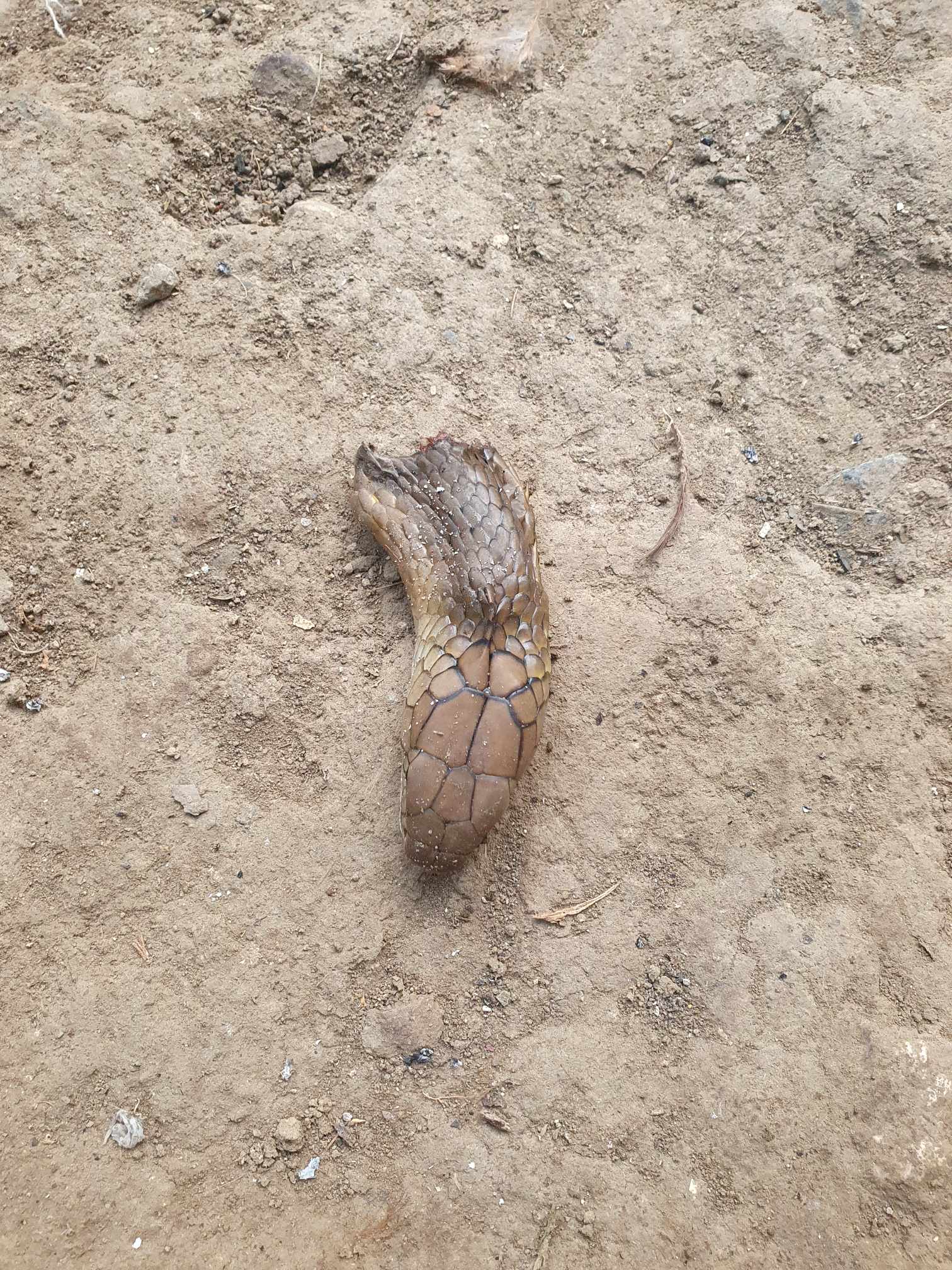 King cobra ‘believed’ to attack man, killed in Danao, Cebu