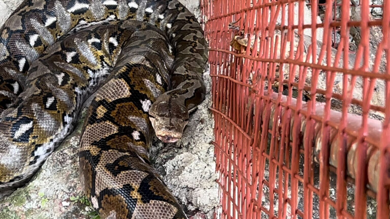 EXPLAINER: What to do when coming face-to-face with snakes