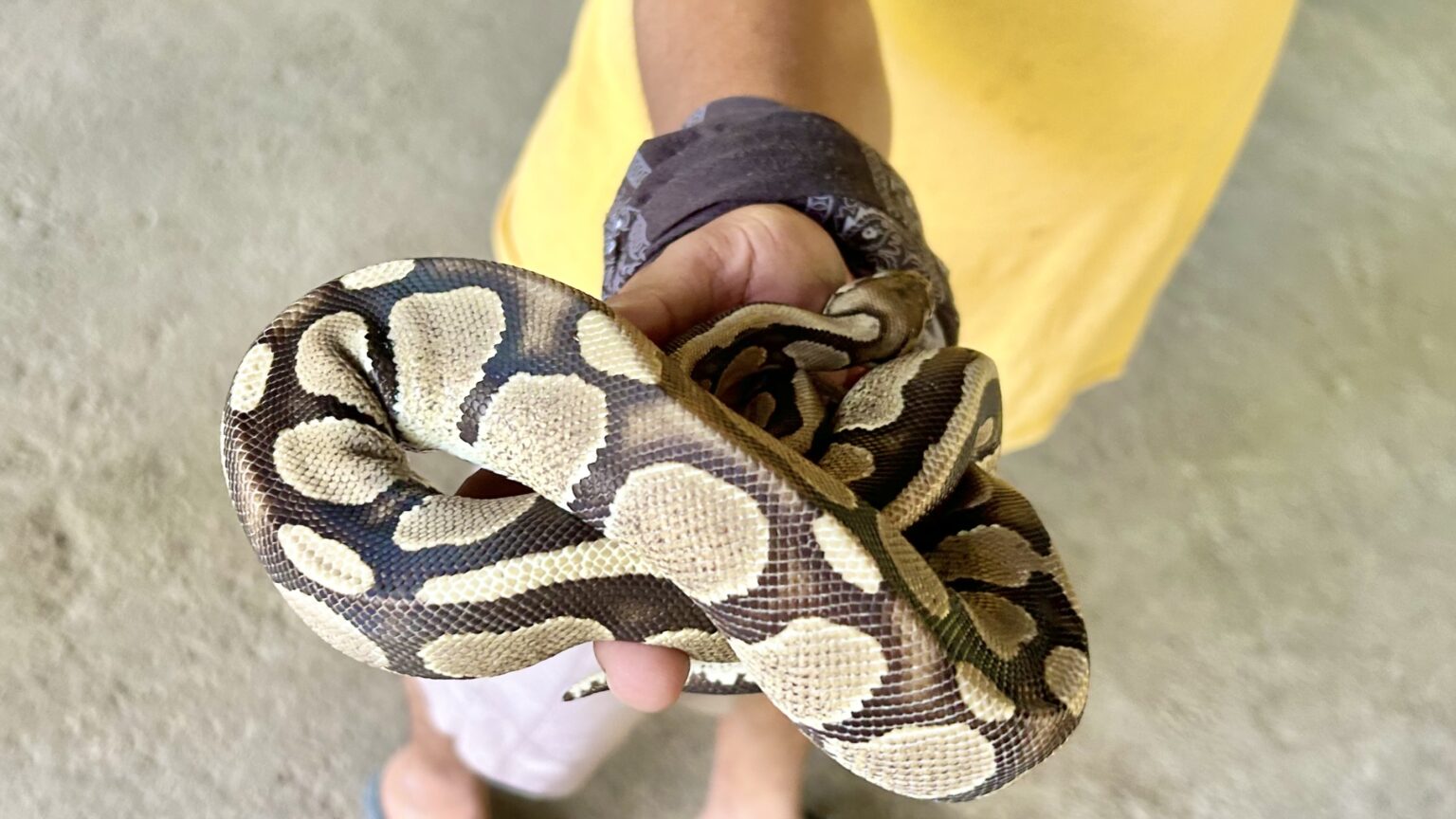 Spot a snake? Contact the barangay first for assistance | Cebu Daily News