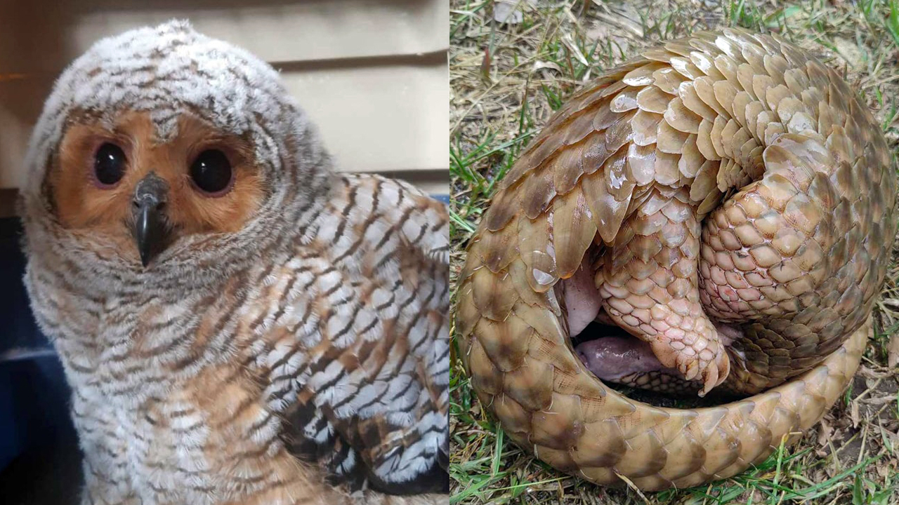 Owl, pangolin rescued on Good Friday in Palawan | Cebu Daily News