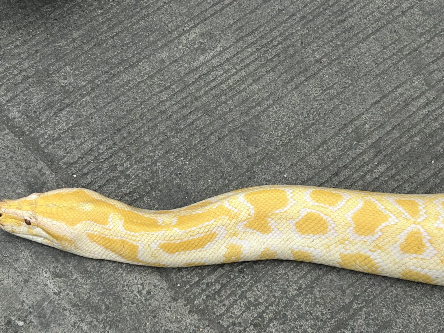 Python in Mandaue: 4-m long snake gets attention of passersby