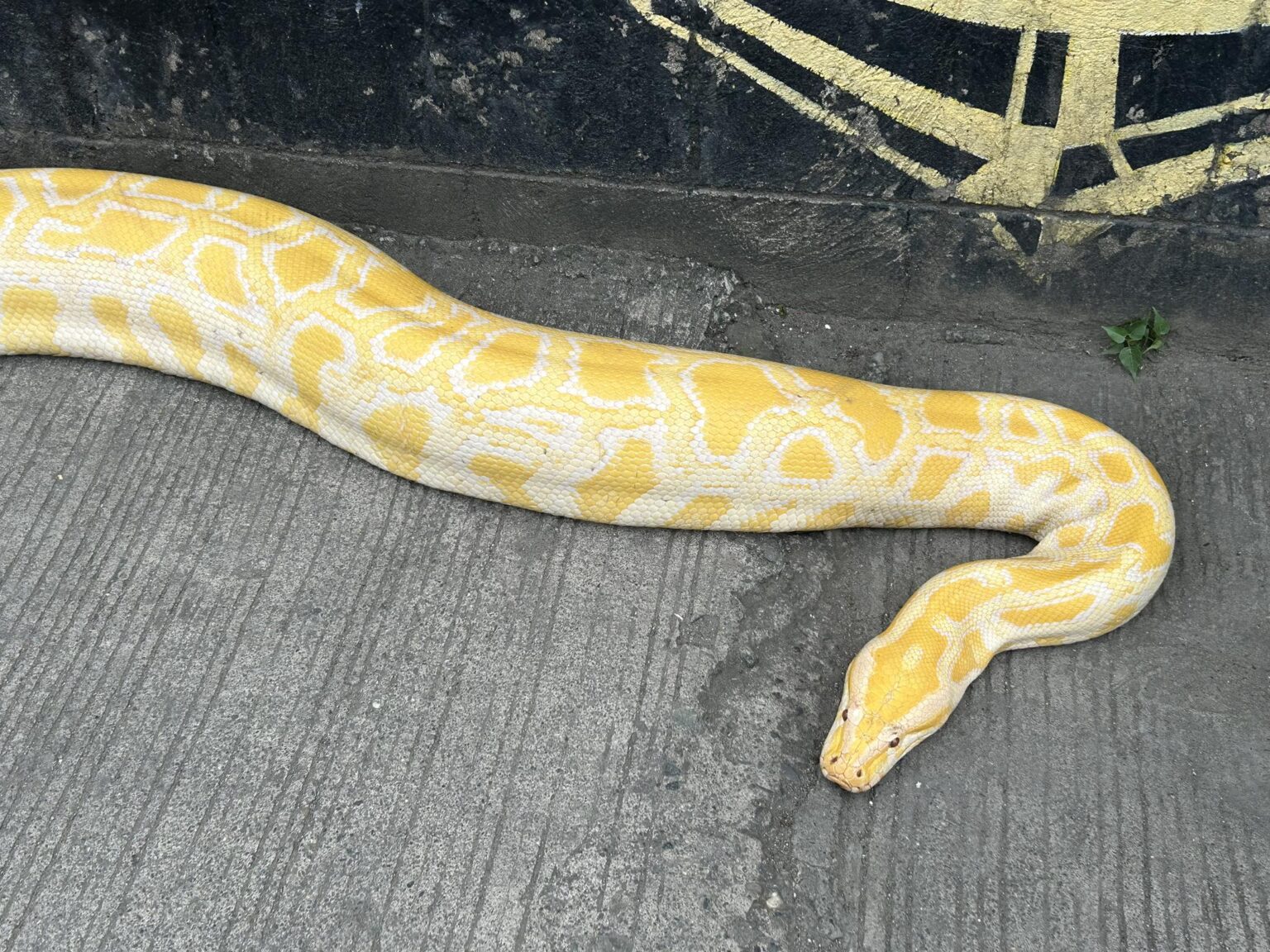 Python in Mandaue: 4-m long snake gets attention of passersby