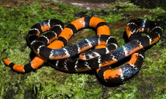 Barred Coral Snake seen in Cebu: Beauty and death rolled into one