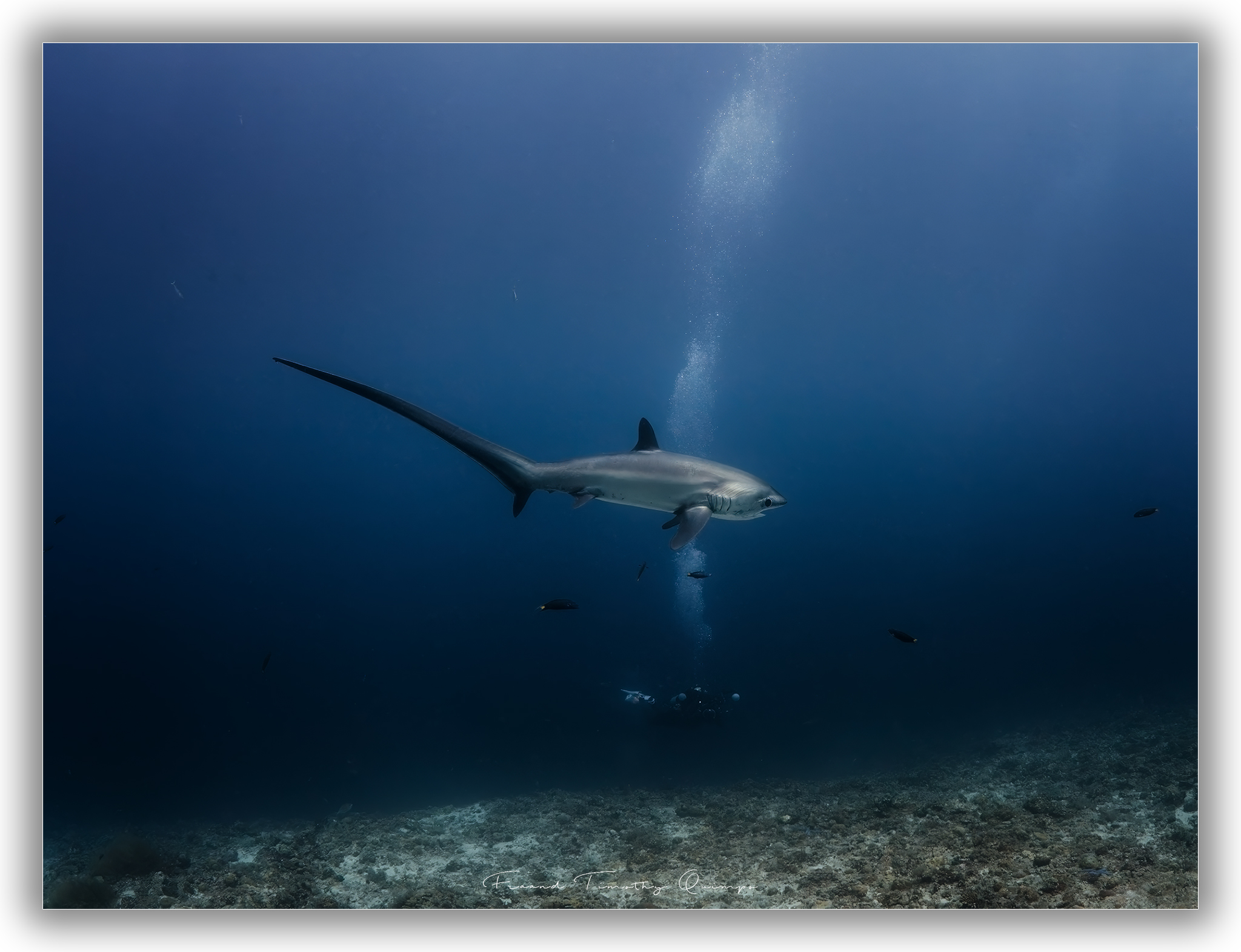 Why fall in love with the iconic thresher shark? Read on! | Cebu Daily News