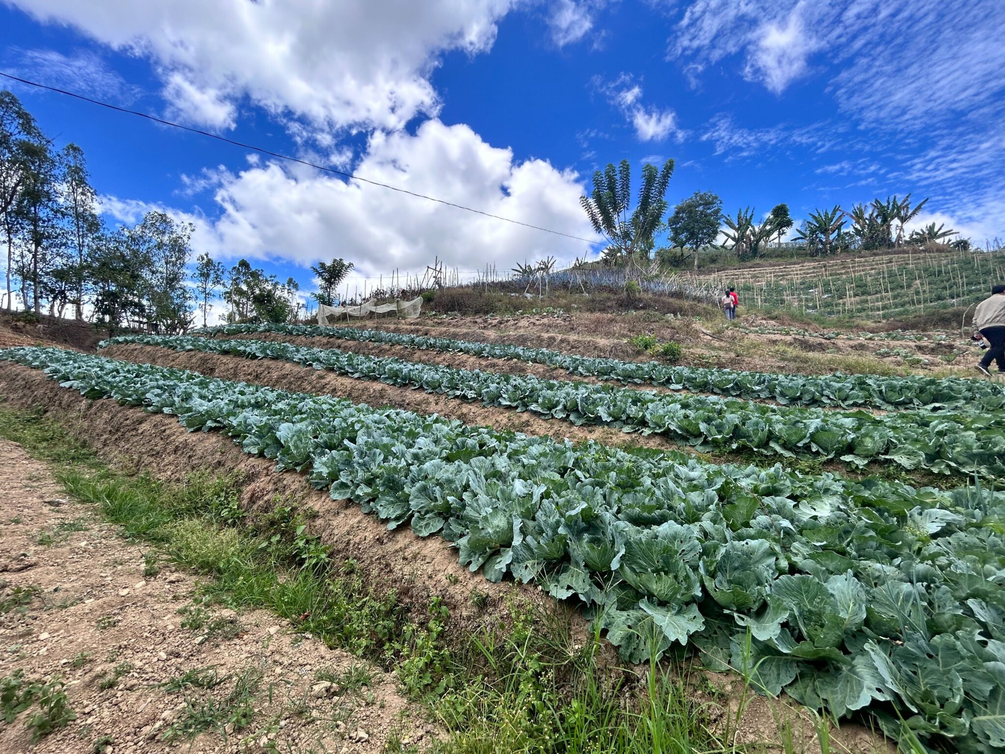 Extreme drought hits Cebu City, farmer to give tomatoes for free