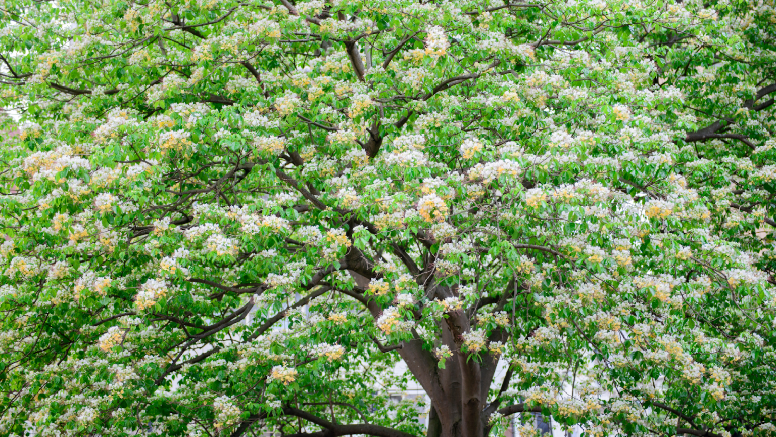 Recultivating and embracing Philippine Native Trees over Exotic species