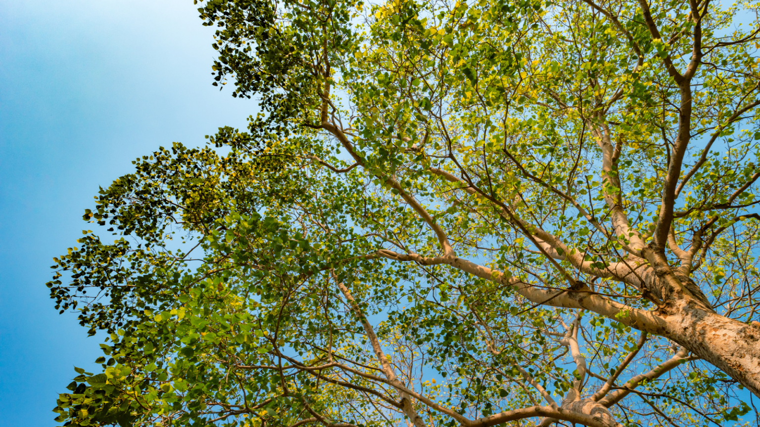 Recultivating and embracing Philippine Native Trees over Exotic species