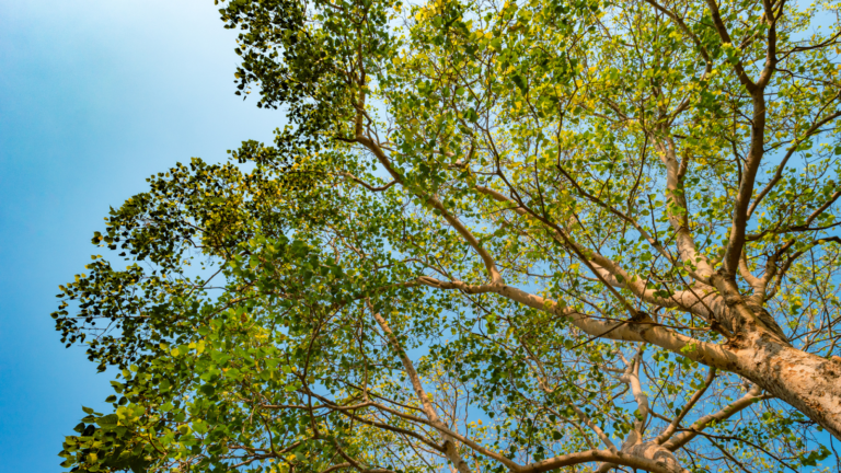Recultivating and embracing Philippine Native Trees over Exotic species