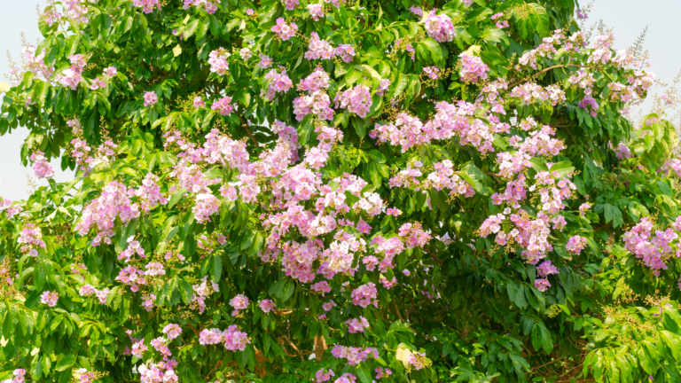 Recultivating and embracing Philippine Native Trees over Exotic species