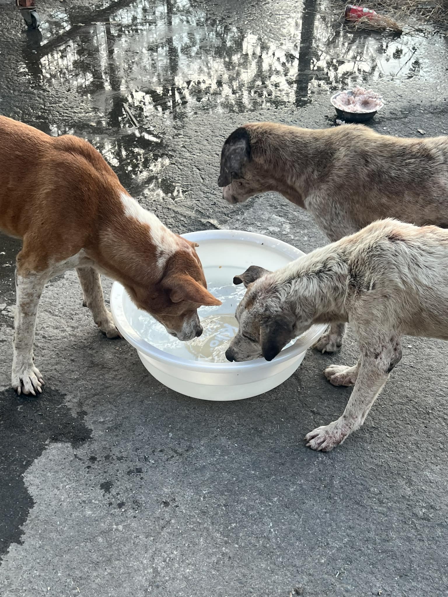 A Cebuana fur-mom's journey to free impounded animals