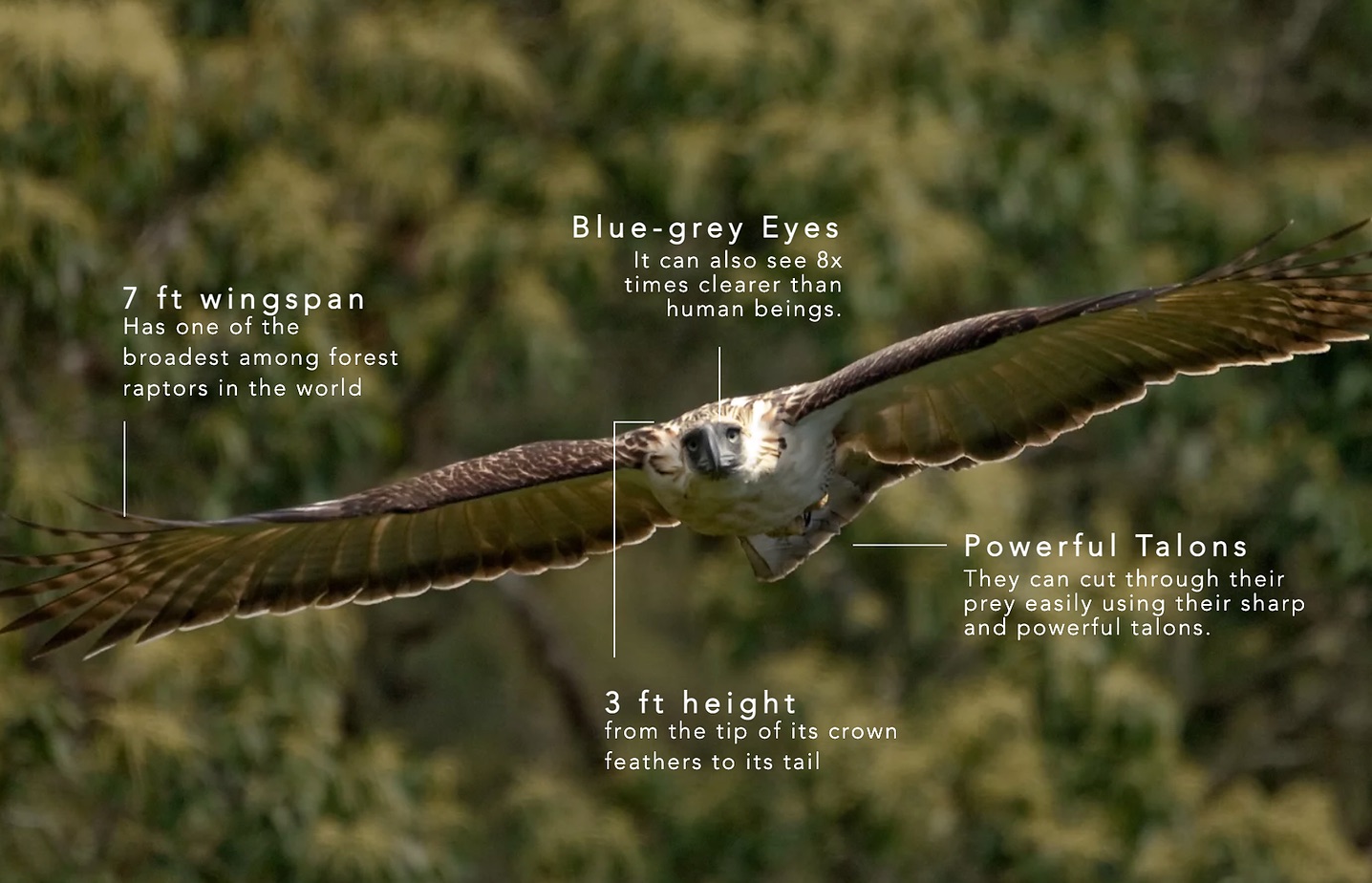 Philippine Eagle Week: Facts about the rarest bird of prey